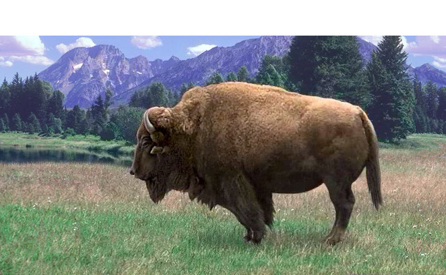 Bison Habitat